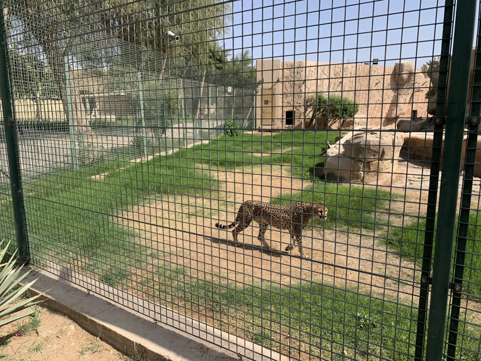 Al Ain Zoo 2026: Tickets, Timings, Map, Location, Animals, Tips